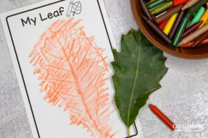 Preschool Leaf Activities: How to Investigate Leaves