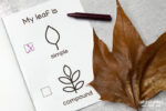 Preschool Leaf Activities: How to Investigate Leaves