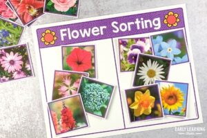 10+ Exciting Flower Science Activities for Your Preschoolers