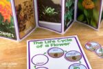 10+ Exciting Flower Science Activities for Your Preschoolers