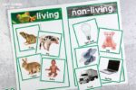 Simple Life Science Activities for Preschoolers - How to Make Science FUN