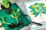 How to Set Up An Outstanding Science Center for Preschool
